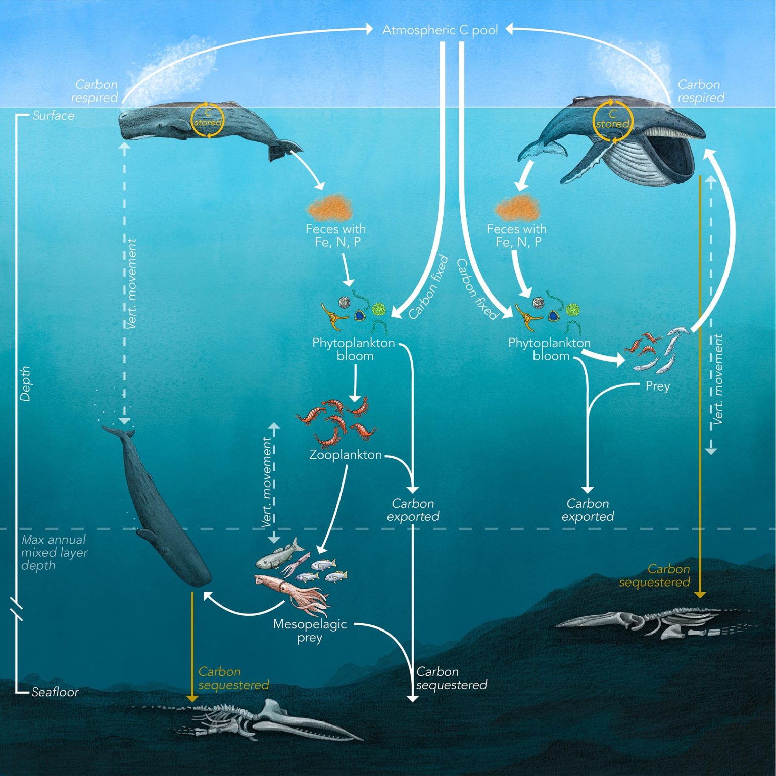 Whales Could Be a Valuable Carbon Sink – Nature-Based Solutions To ...