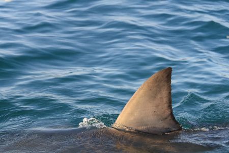 Rare Deep-Sea Shark Faces Extinction As Its Home Disappears