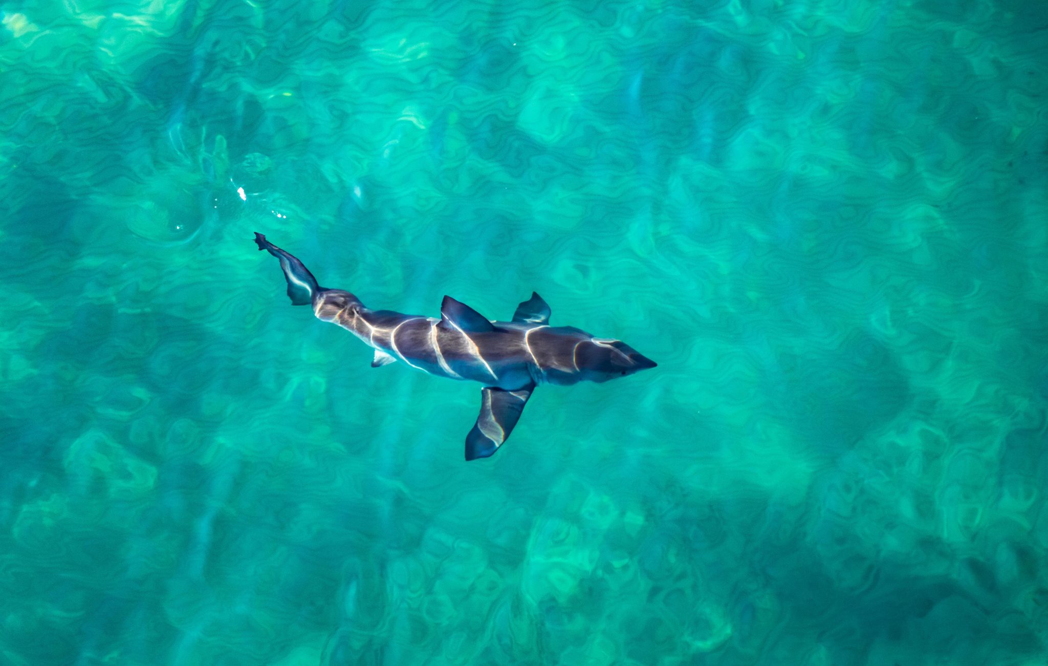 Scientists Surprised When They Examine Stomach Contents of Great White ...
