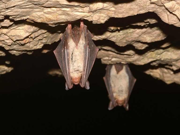 Batesian Mimicry: These Bats Scare Off Predators by Buzzing Like Hornets