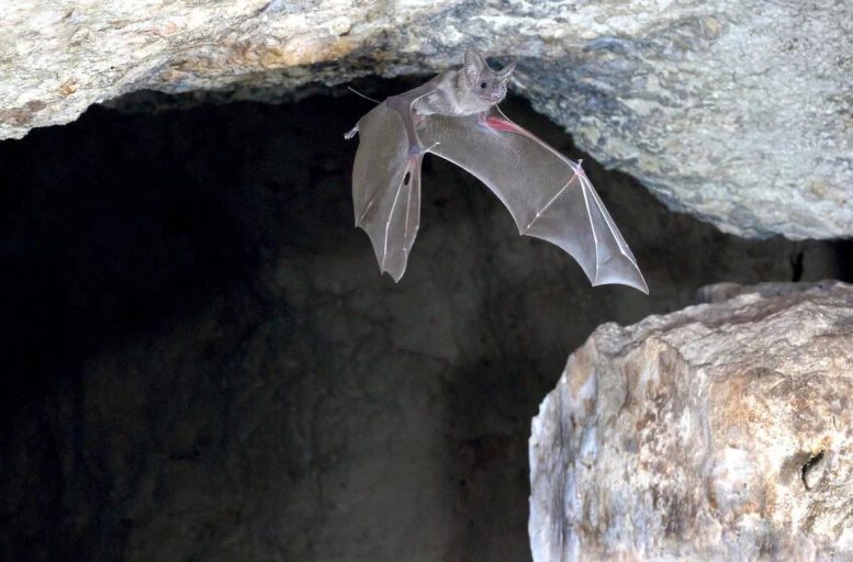 Researchers Solve “Cocktail Party” Mystery of Bat Echolocation