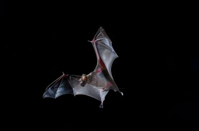 Researchers Solve “Cocktail Party” Mystery of Bat Echolocation