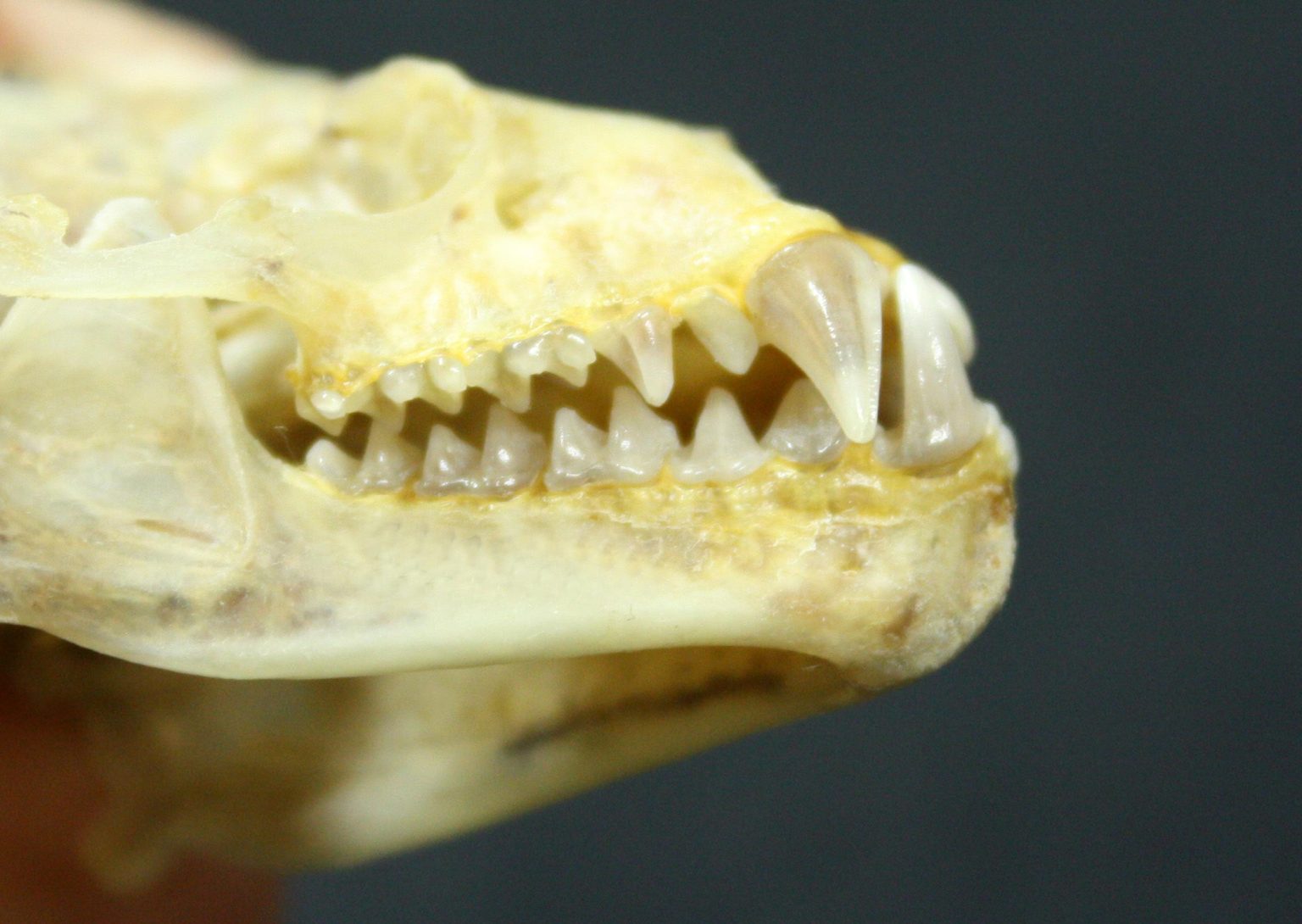 Jaw Wars: How Bats Evolved a Diverse Arsenal of Teeth for Survival