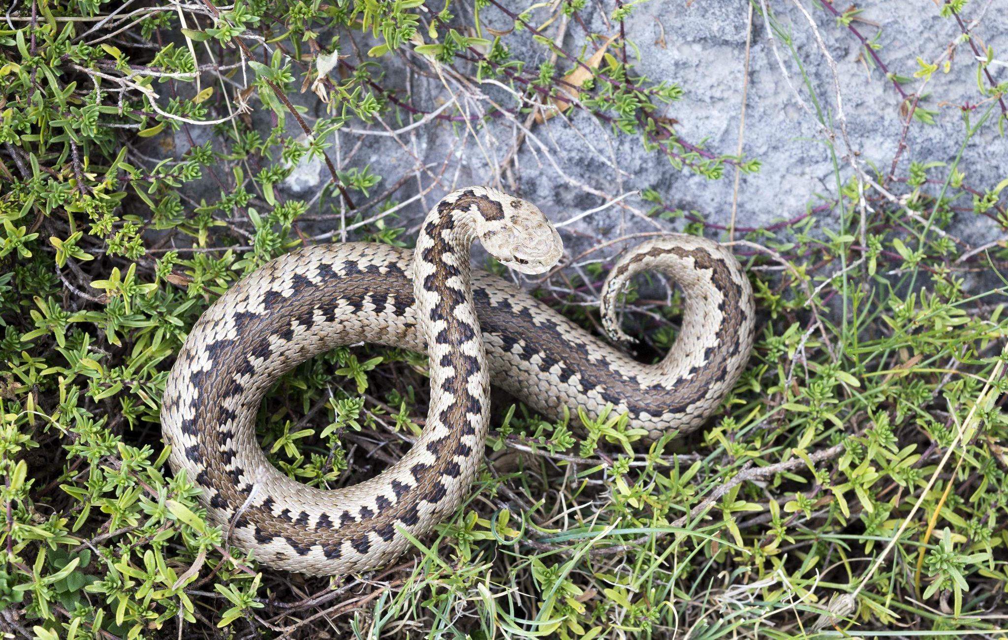 Likely Extinction of Snake Due to Warming Mountaintops