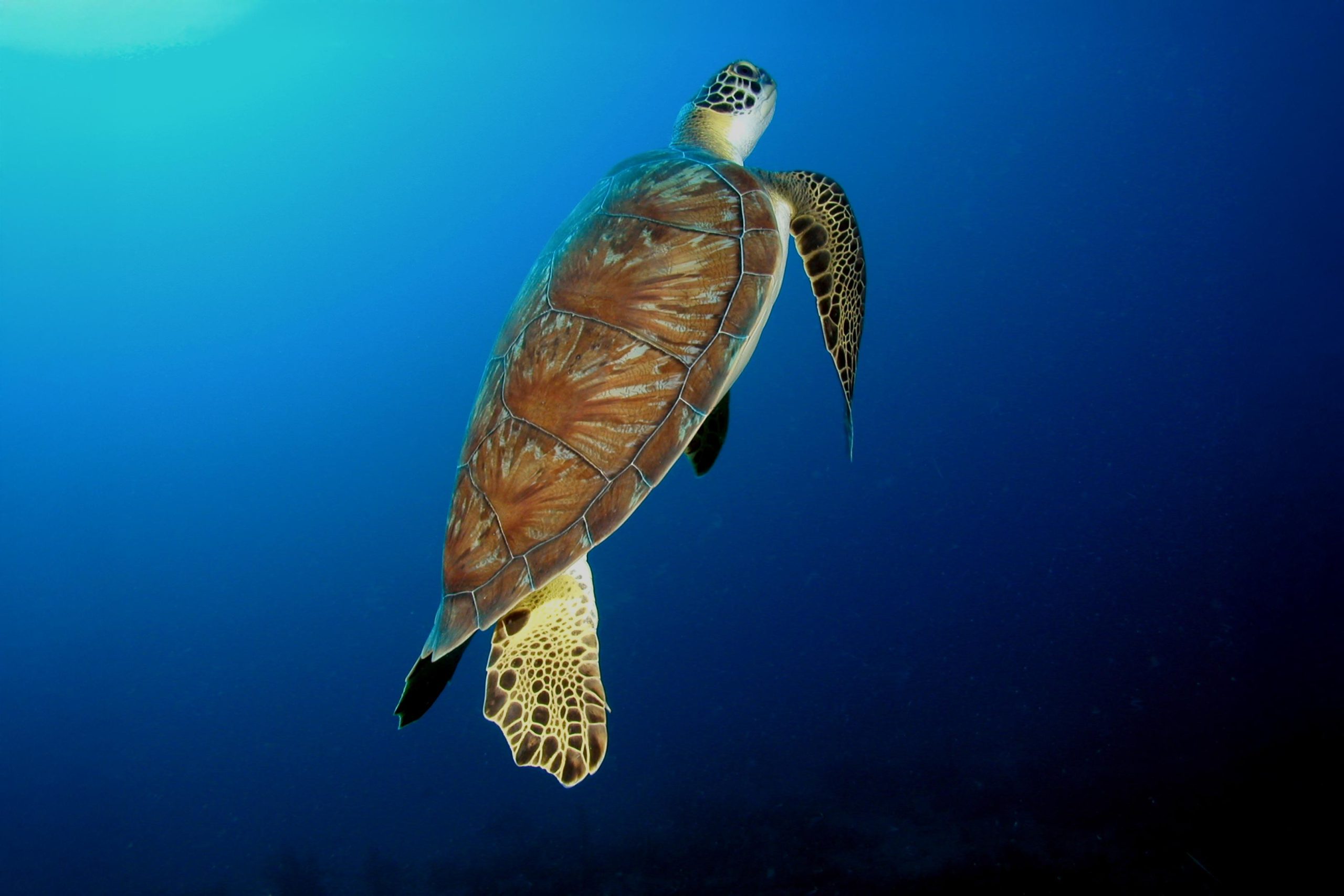 Revealed: How Sea Creatures Glide Through Water Without Wasting Energy