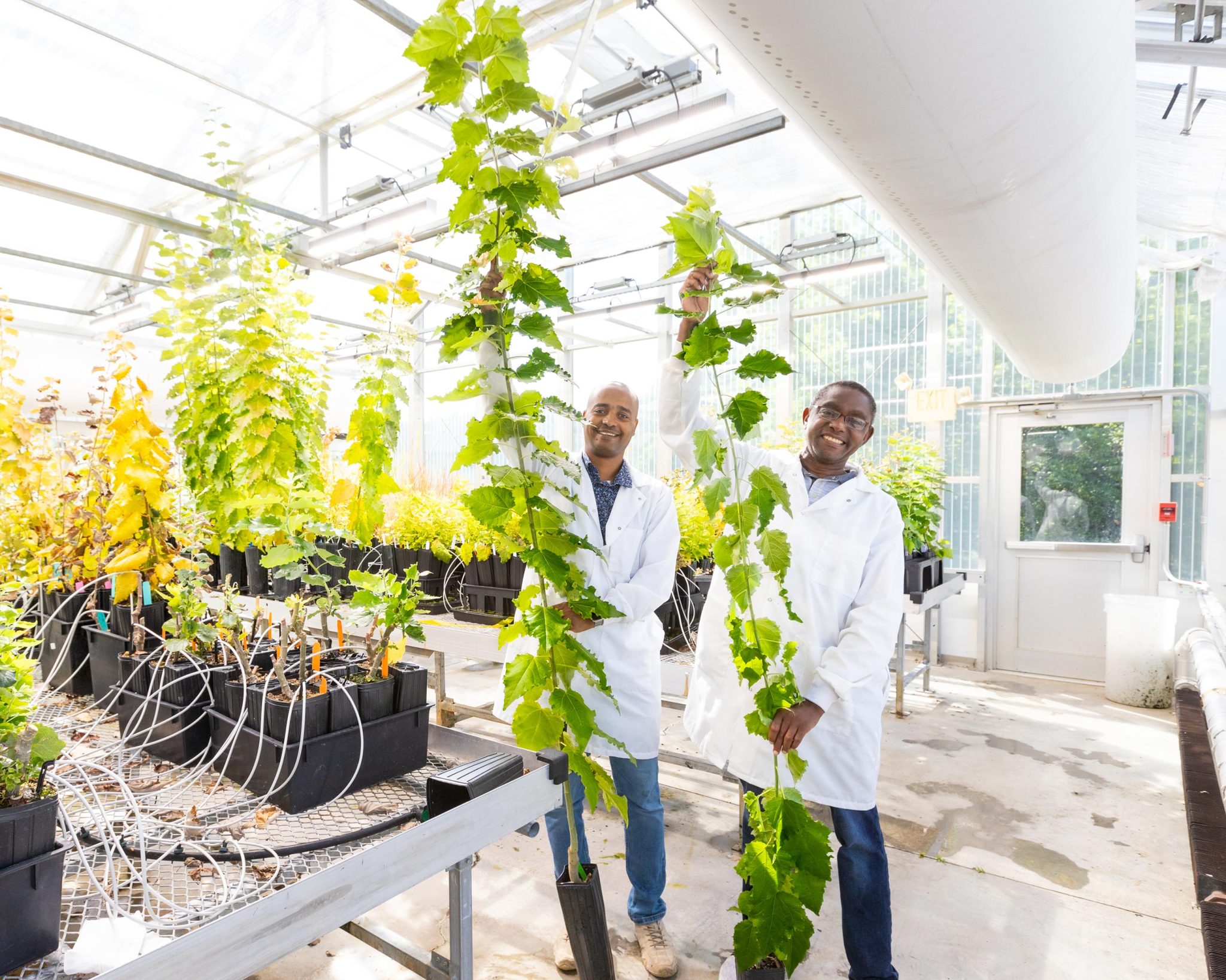 Breakthrough Gene Supercharges Plant Growth and Boosts Photosynthesis