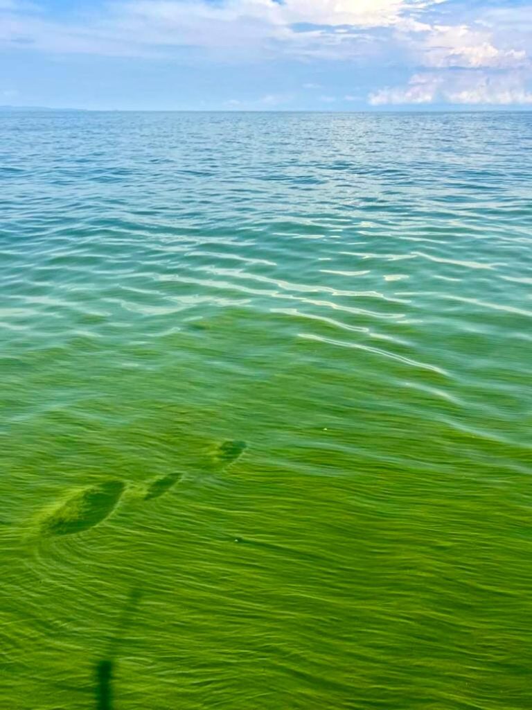 This Algae Is Taking Over Lakes and It’s Worse Than You Think