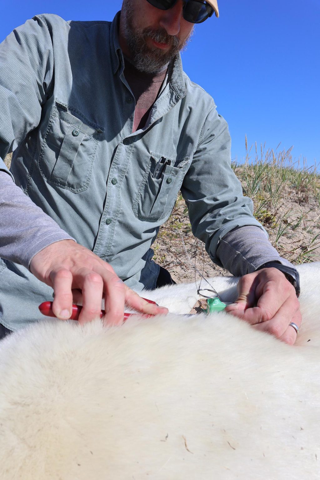 See How Scientists Track Polar Bears With Groundbreaking “Burr on Fur” Tags