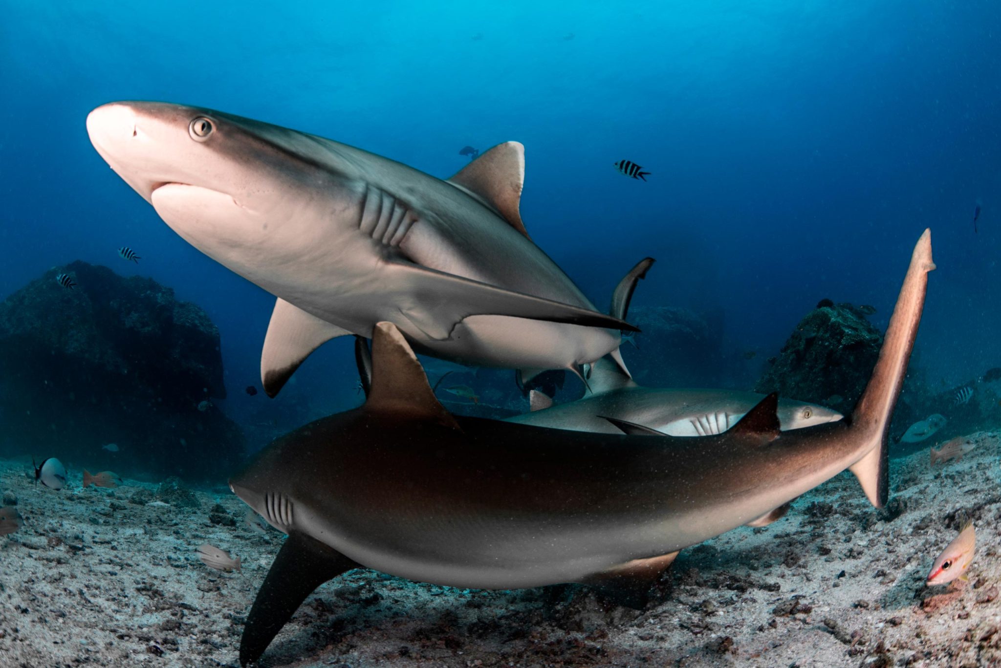 Rethinking Shark Breathing: Surprising Grey Reef Shark Resting Behavior ...