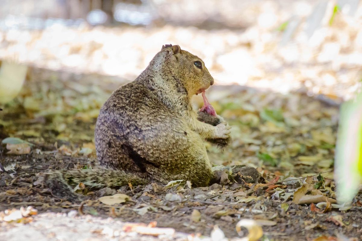 Forget Nuts – California Squirrels Are Hunting for Meat