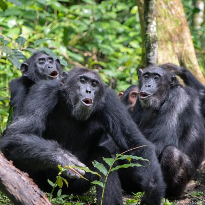 The Evolution of Communication: Chimpanzees Show Surprising Ability To ...