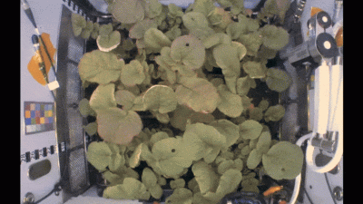 Astronauts Grow Radishes in Second Advanced Plant Habitat Experiment in ...