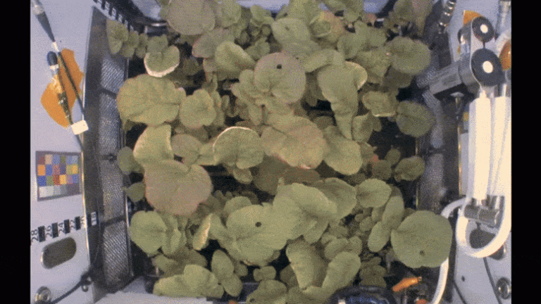 Astronauts Grow Radishes in Second Advanced Plant Habitat Experiment in ...