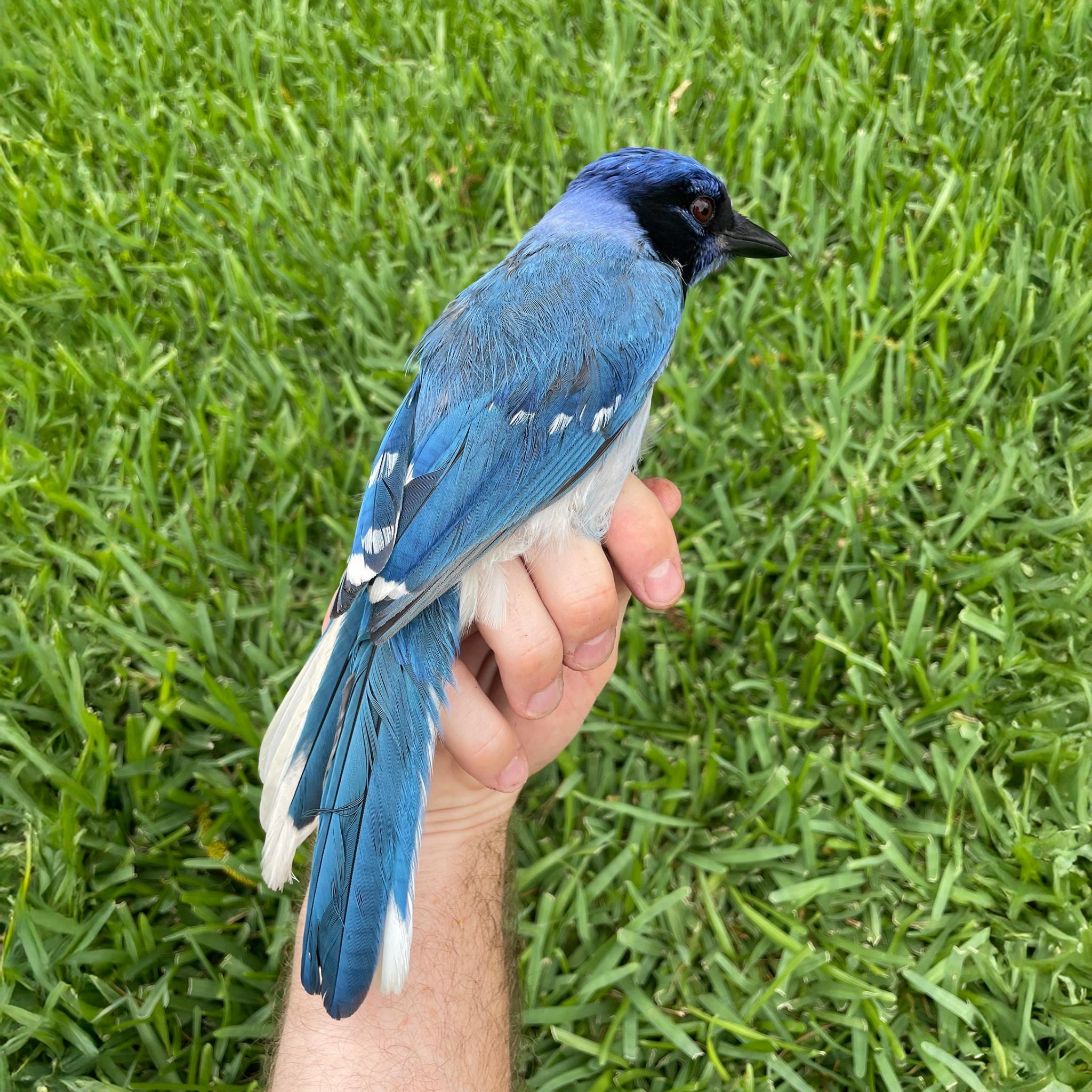 Rare Hybrid Bird Discovered in Texas Backyard