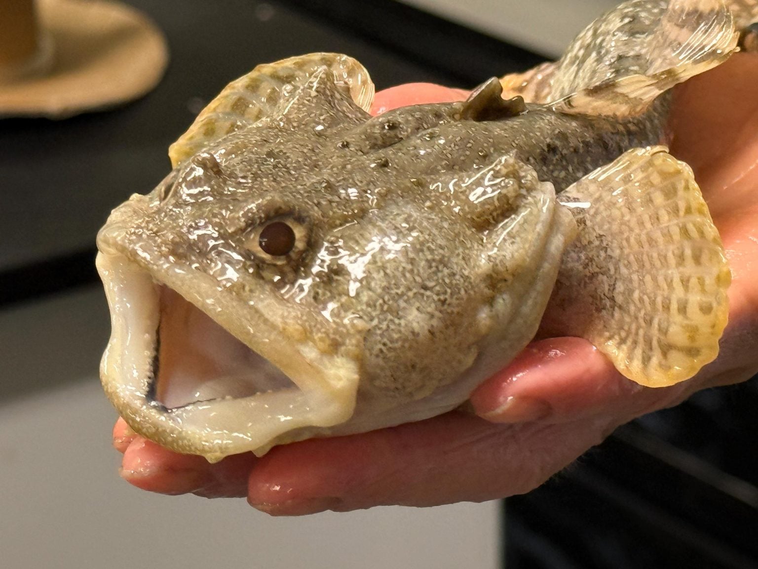 A Surprising Discovery Inside Fish Could Change What We Know About the ...