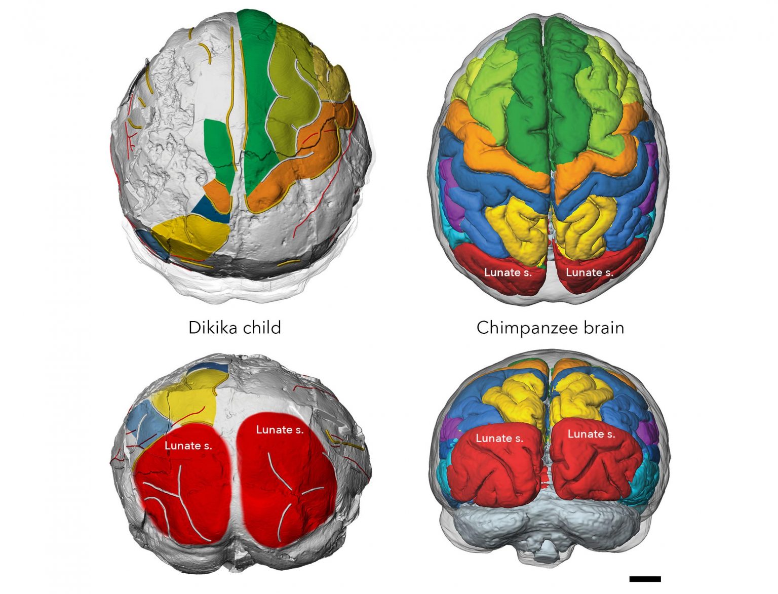 Evolutionary Secrets of Fossil Brains Revealed: “Lucy” Had Ape-Like ...
