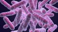 Diet Impacts the Sensitivity of Gut Microbiome to Antibiotics