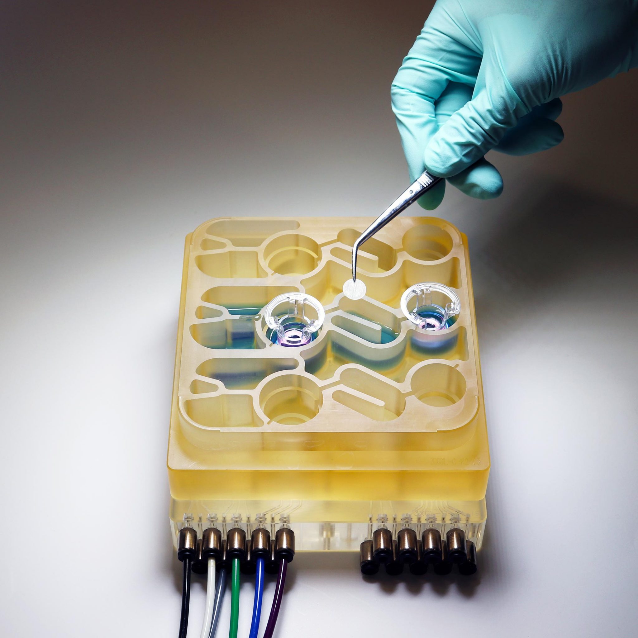 Our Gut-Brain Connection Revealed by “Organs-on-a-Chip” System