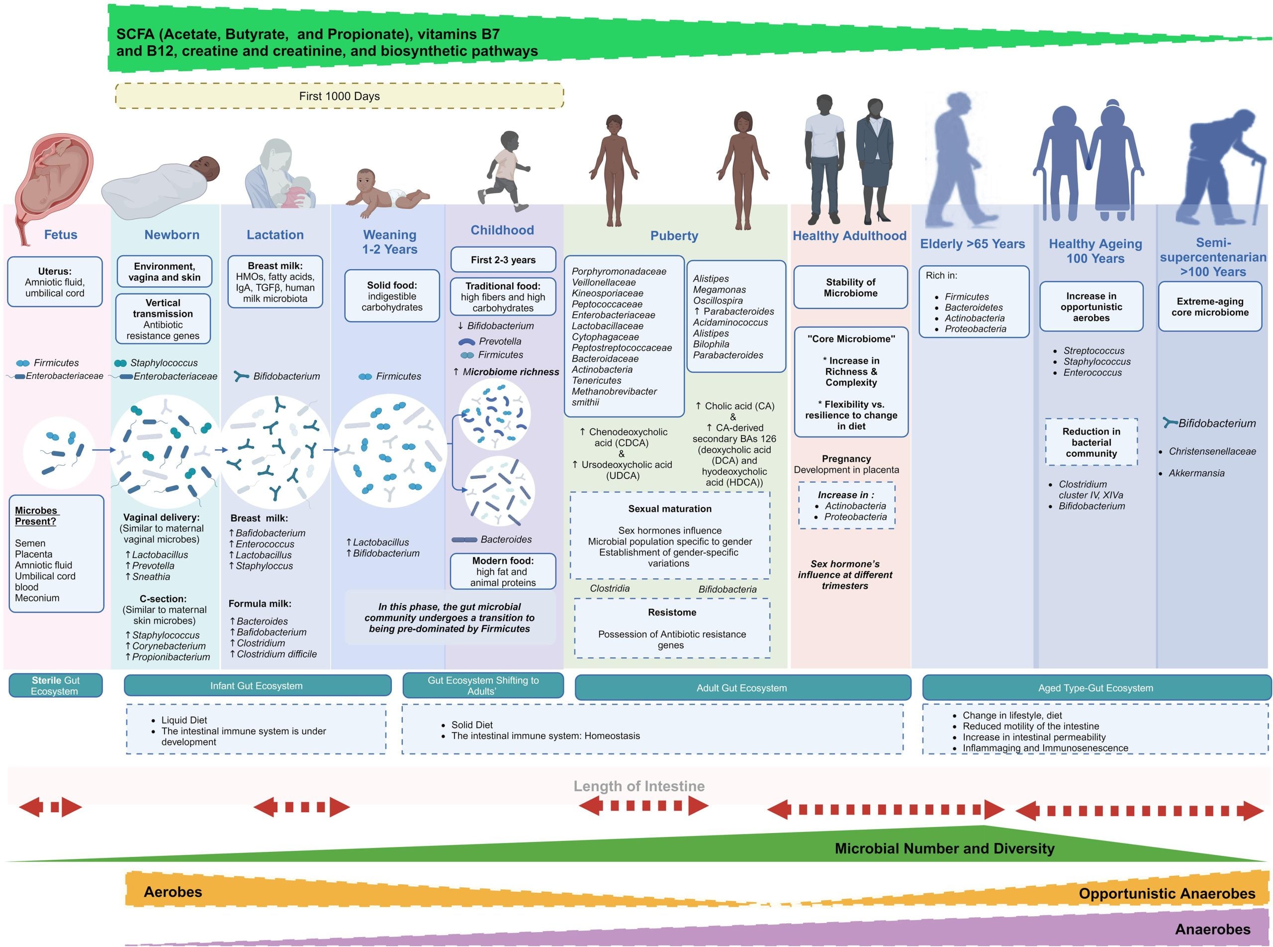 Reversing Time From Within: Can Gut Bacteria Delay Aging?