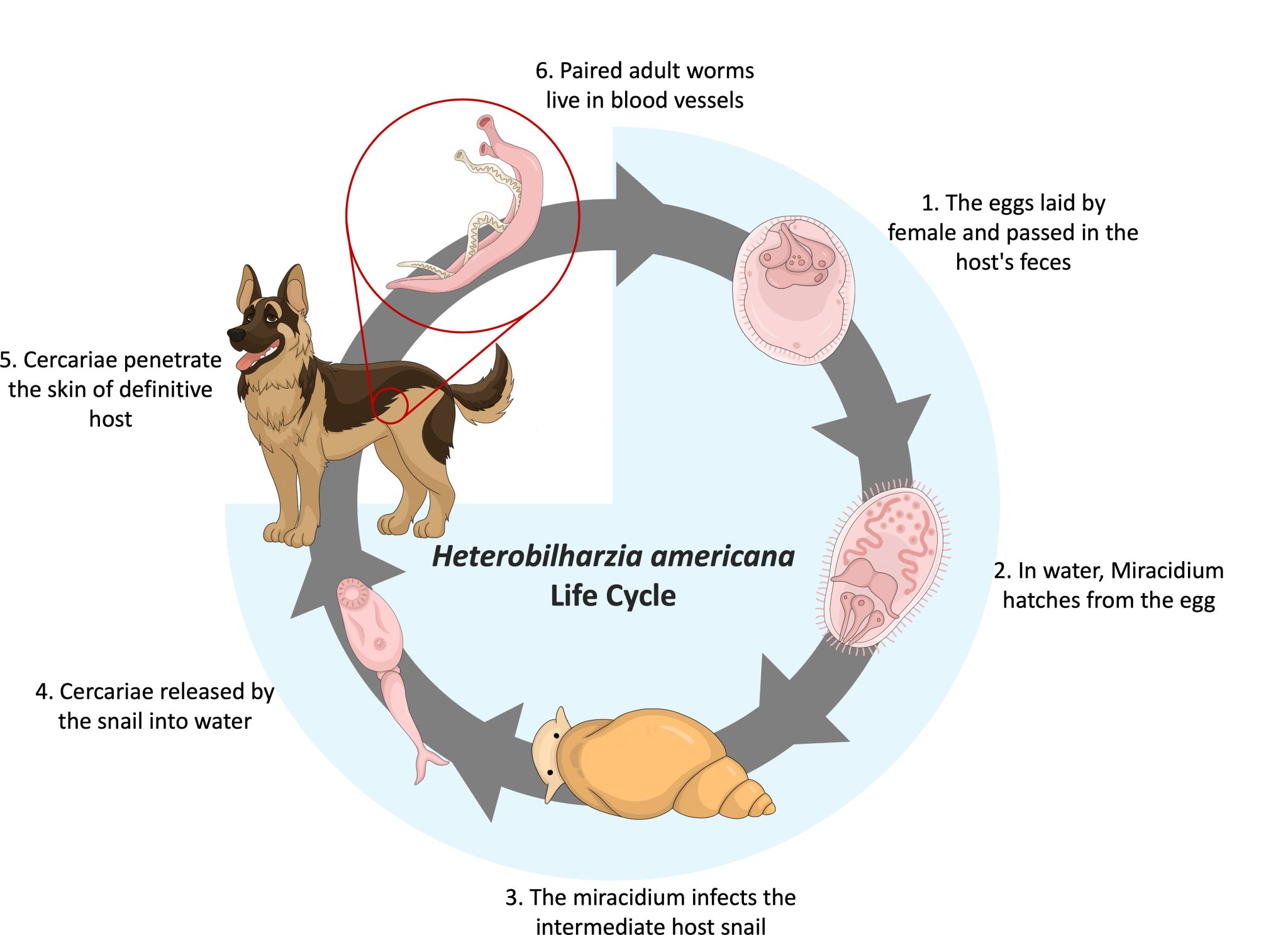 Pet Owners Beware: Dog-Killing Parasite Discovered in Southern California