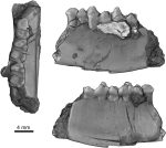 Scientists Discover Ancient “Swamp Dweller” From the Age of the ...