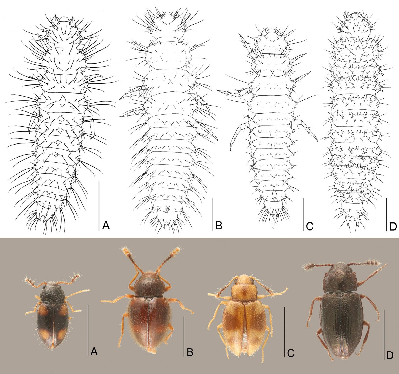 Peculiar Behavior of the Beetle Toramus Larvae – How and Why Do They ...