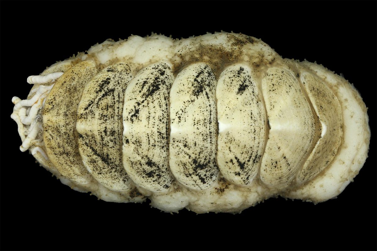 The Internet Just Named a Brand-New Deep-Sea Creature Found Nearly 3 ...