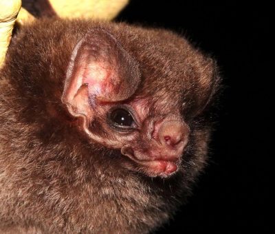 Jaw Wars: How Bats Evolved a Diverse Arsenal of Teeth for Survival