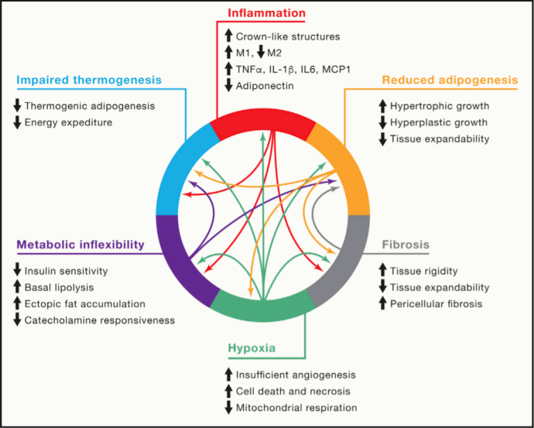 New Research Finds That With Obesity, the Problem Isn’t an Excess of ...