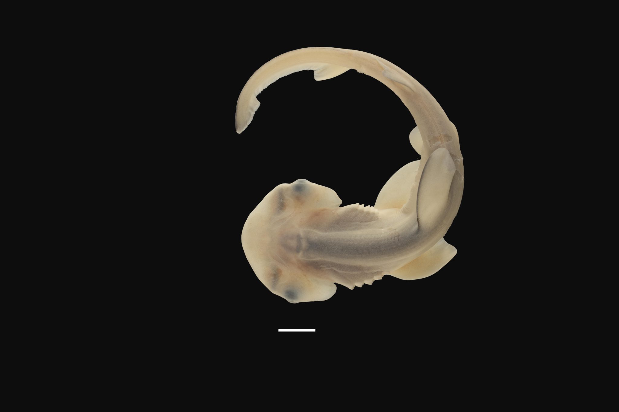 Watch: How Hammerhead Sharks Get Their Hammer in Stunning Detail