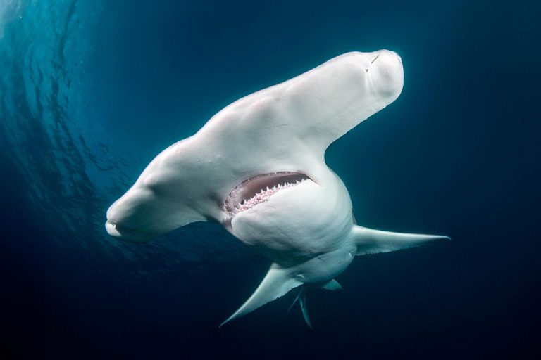 Shark Mysteries: The Bizarre Reasons Behind Hammerhead’s Unique Heads