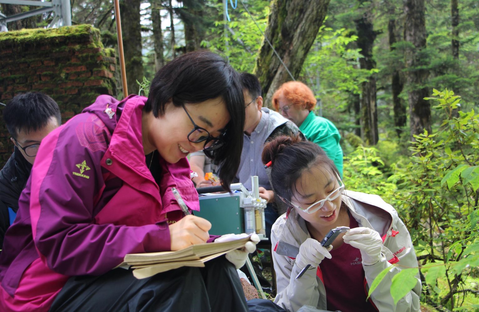 Life Mystery Solved: What Determines the Lifespan of a Tree Leaf?