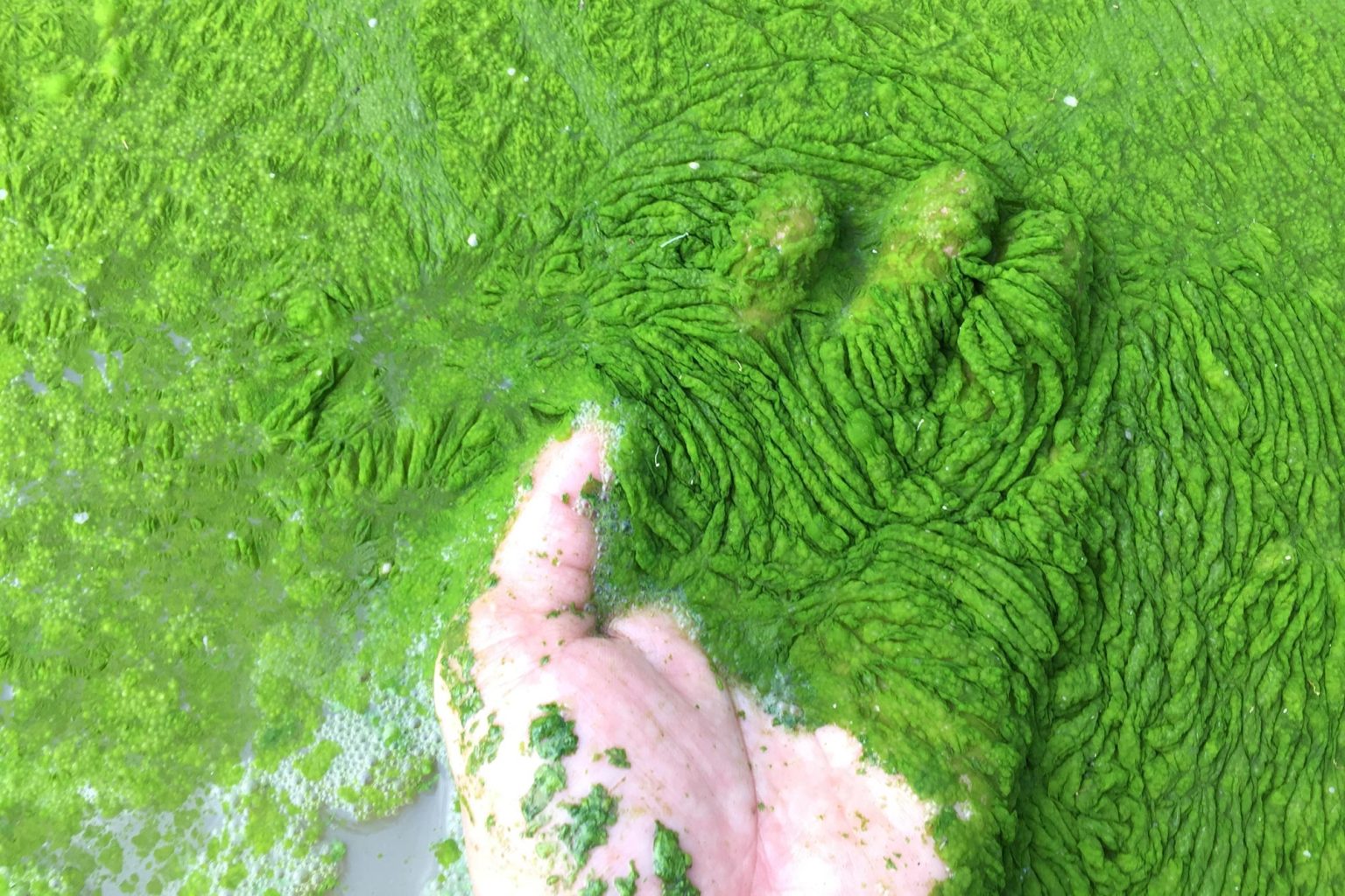 Newly Discovered Marine Fungus Attacks and Kills Toxic Algae