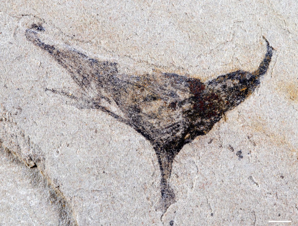 Scientists Just Rewrote the Timeline of Complex Life on Earth