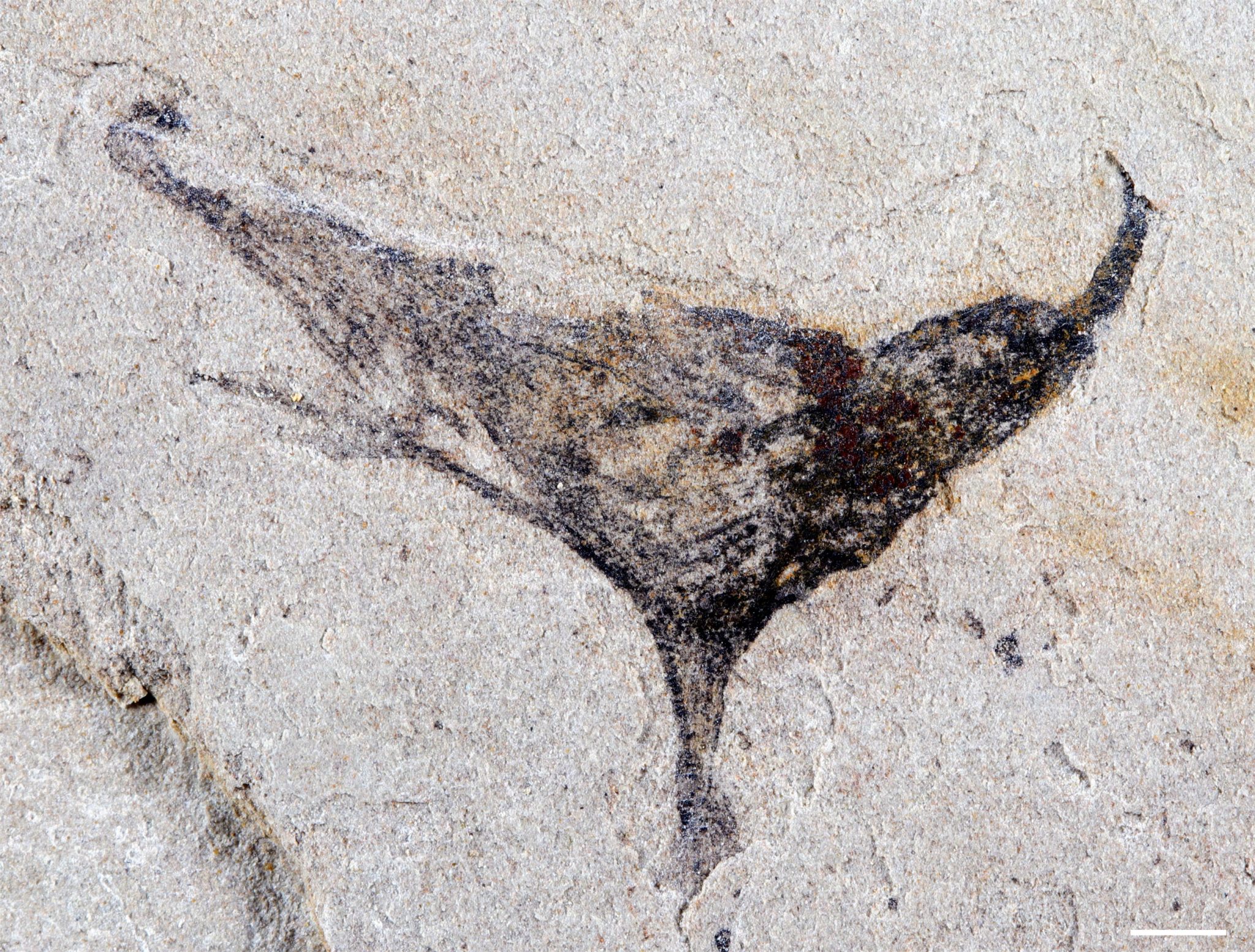 Scientists Just Rewrote the Timeline of Complex Life on Earth