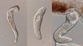 Unexpected Discovery: Freshwater Flatworm Forms Complex Societies With ...