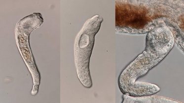 Latest Biology News & Discoveries: Cutting-Edge Research in Life ...