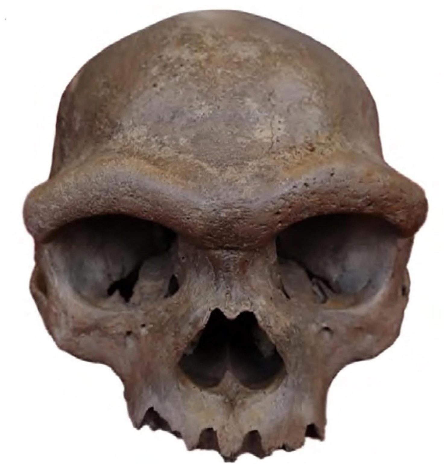 DNA From a Mysterious Extinct Hominin May Have Helped Ancient Americans ...