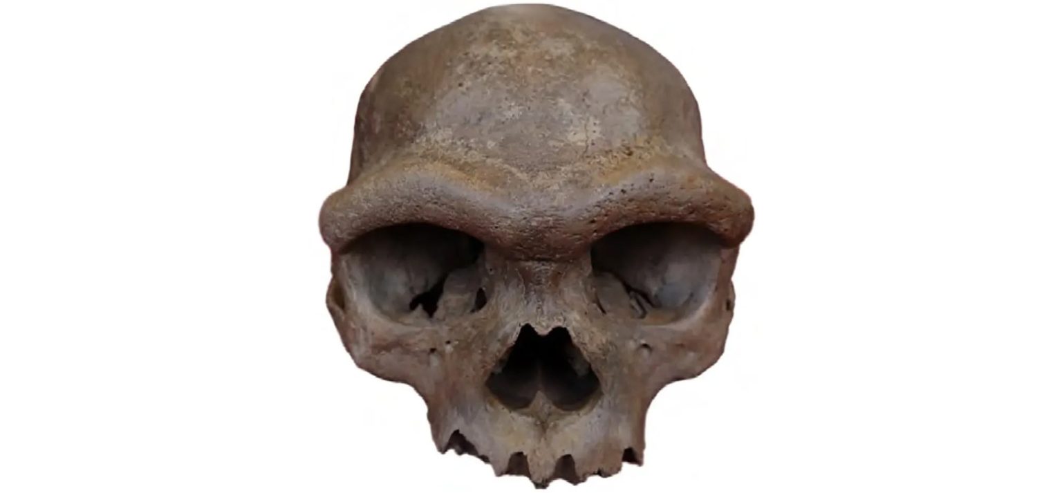 Mysterious “Dragon Man” Skull Identified As Denisovan