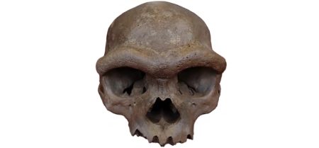 Mysterious “Dragon Man” Skull Identified As Denisovan