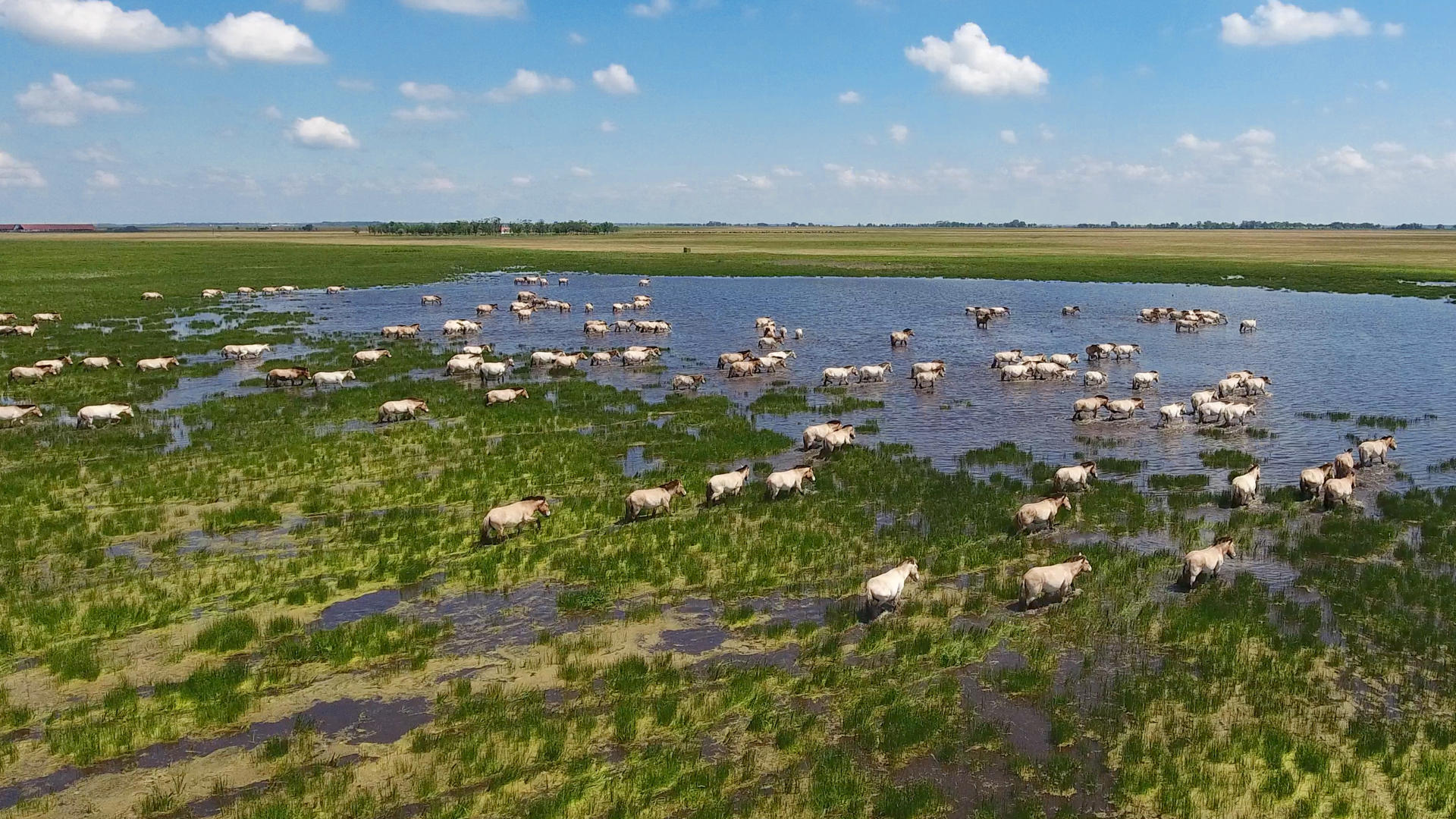 Like Humans – New Research Reveals That Wild Horses Live in a Complex ...