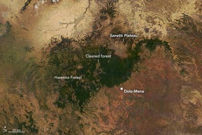 Ethiopia’s Forest in the Clouds: Unusual Plants and Wildlife Live in ...