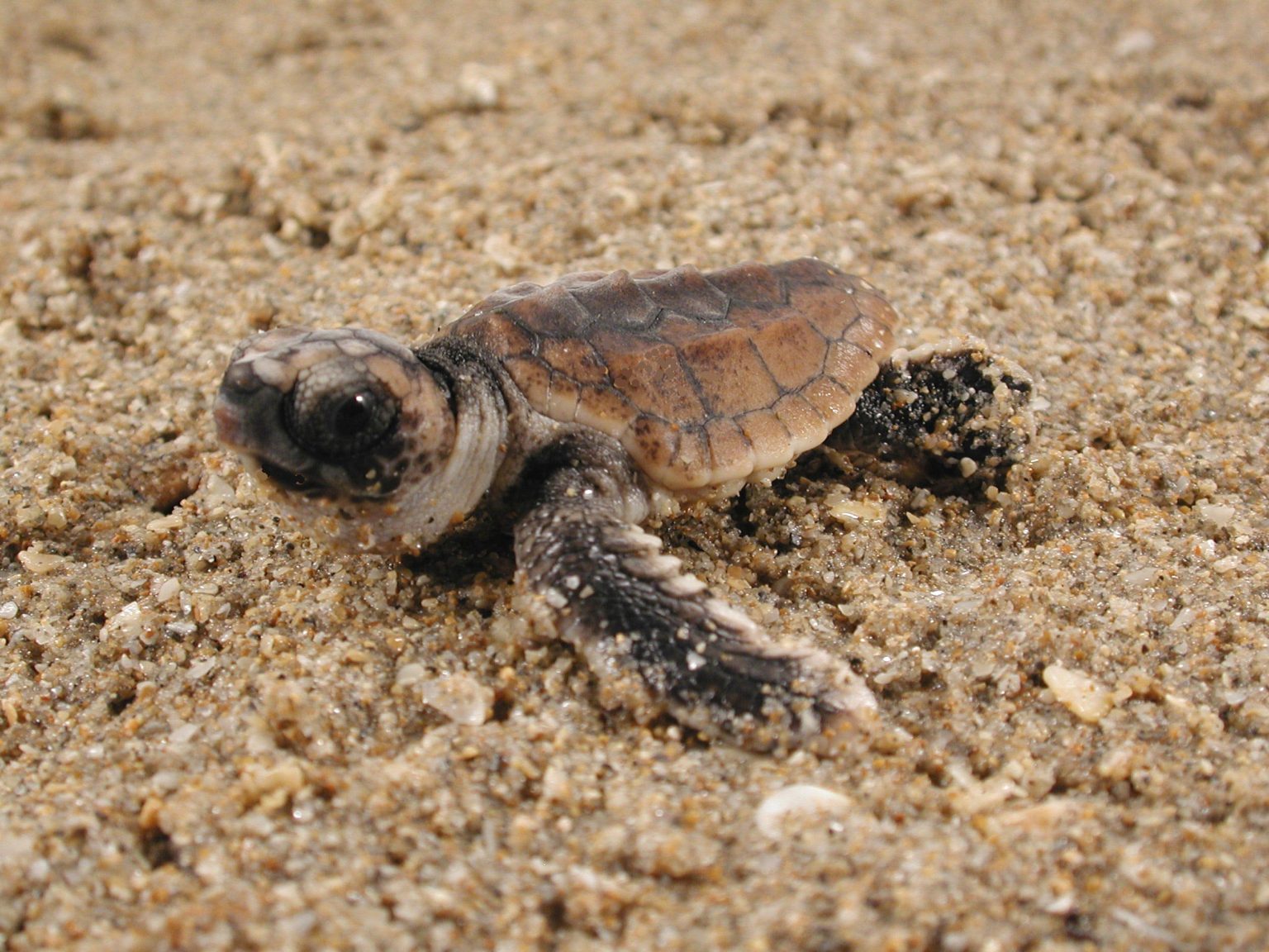 Sea Turtles’ Hidden GPS: Scientists Unlock the Secret of Their Magnetic ...