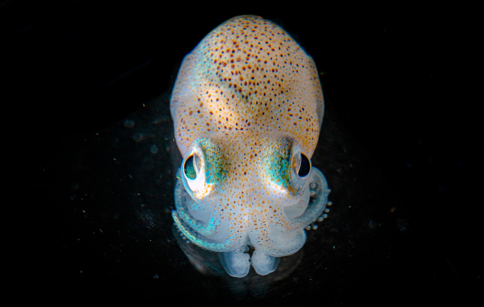 Bioluminescent Bacteria Kill Rivals and Establish Symbiosis in Squid ...