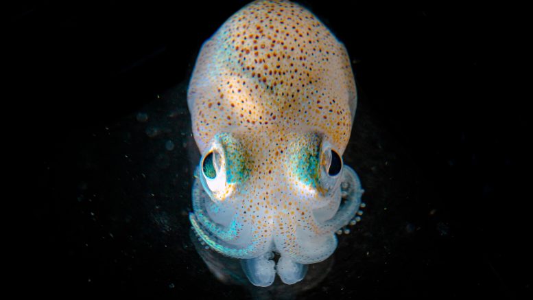 New Species of Bobtail Squid Discovered in Okinawa [Video]