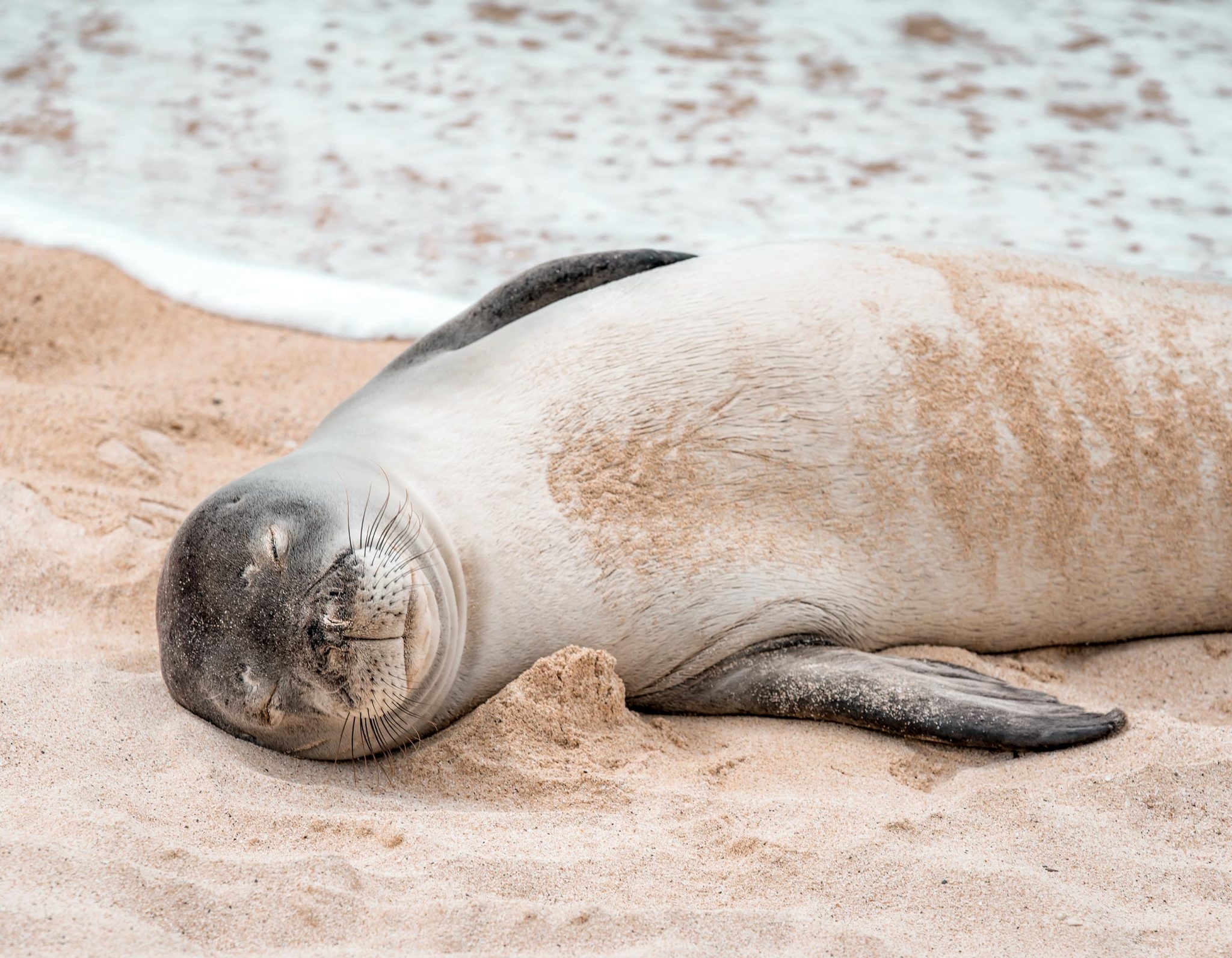 Scientists Stunned as Hawaiian Monk Seals Reveal Hidden Underwater Language