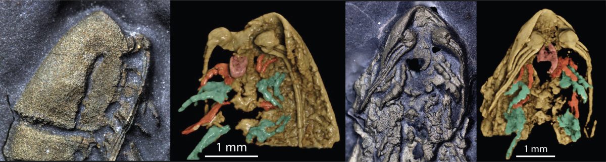 Stunning 450-Million-Year-Old Fossil Preserved in Fool’s Gold Reveals ...