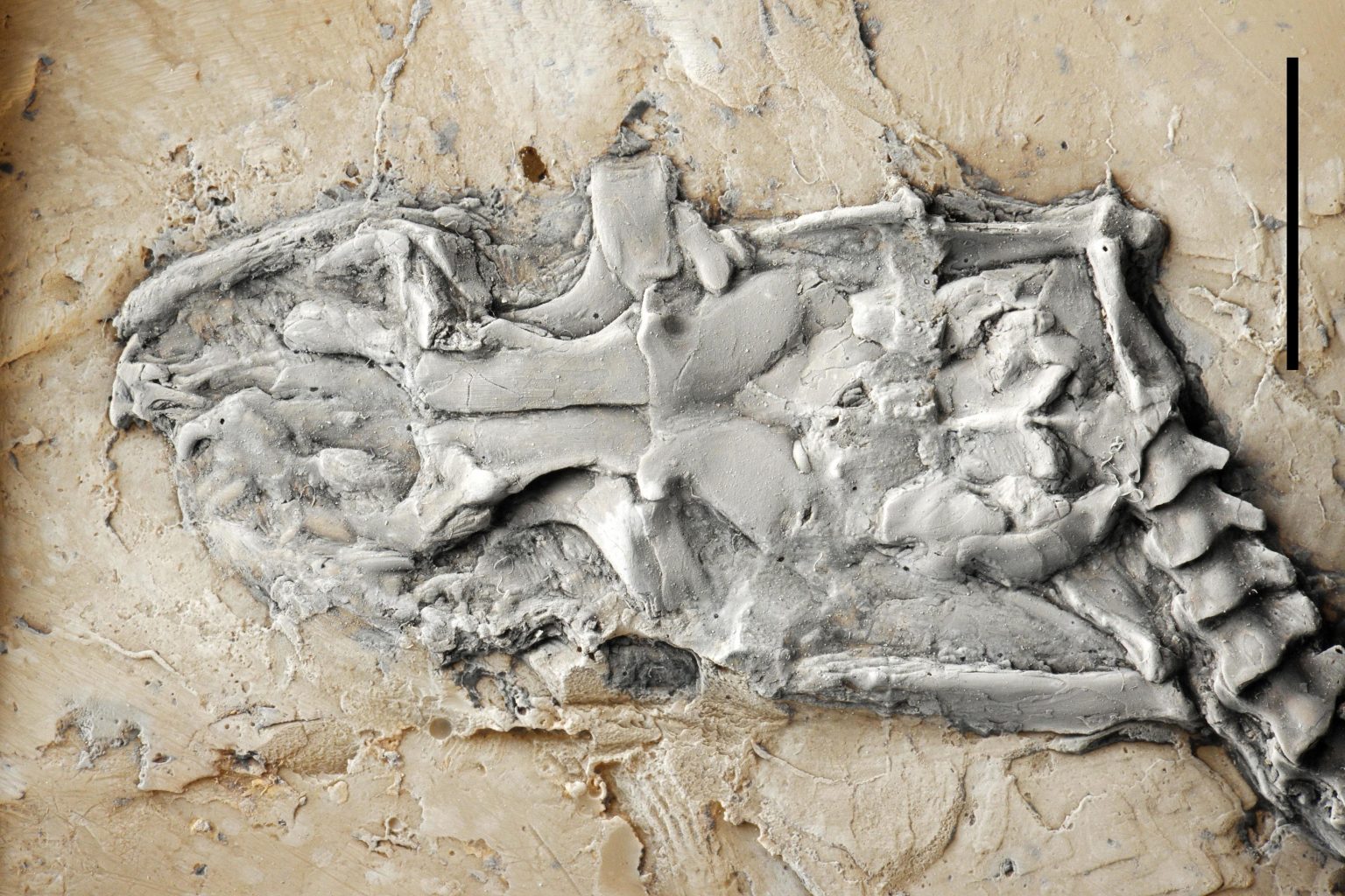 World’s Oldest Python Found in Messel Pit