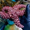 Sea Stars May Be “Drowning” – Organic Matter, Bacteria Doom Starfish to ...