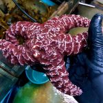 Sea Stars May Be “Drowning” – Organic Matter, Bacteria Doom Starfish to ...